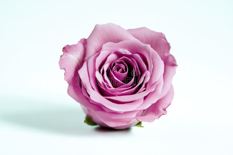 A Single Pink Rose on a White Background Stock Image - Image of ...