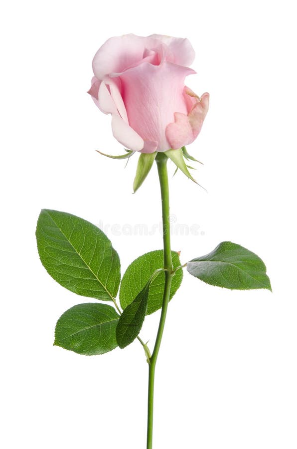 Single pink rose stock image. Image of object, fragile - 98079107