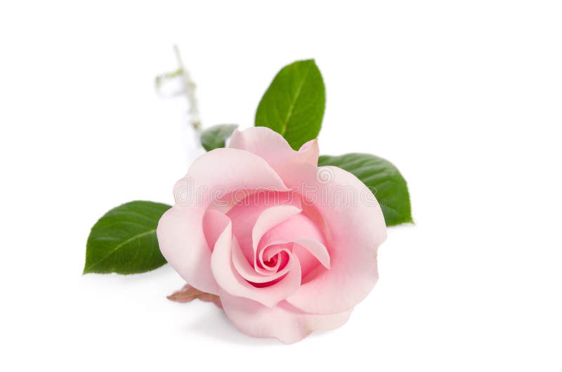 Single pink rose stock image. Image of valentine, beatiful - 98556157