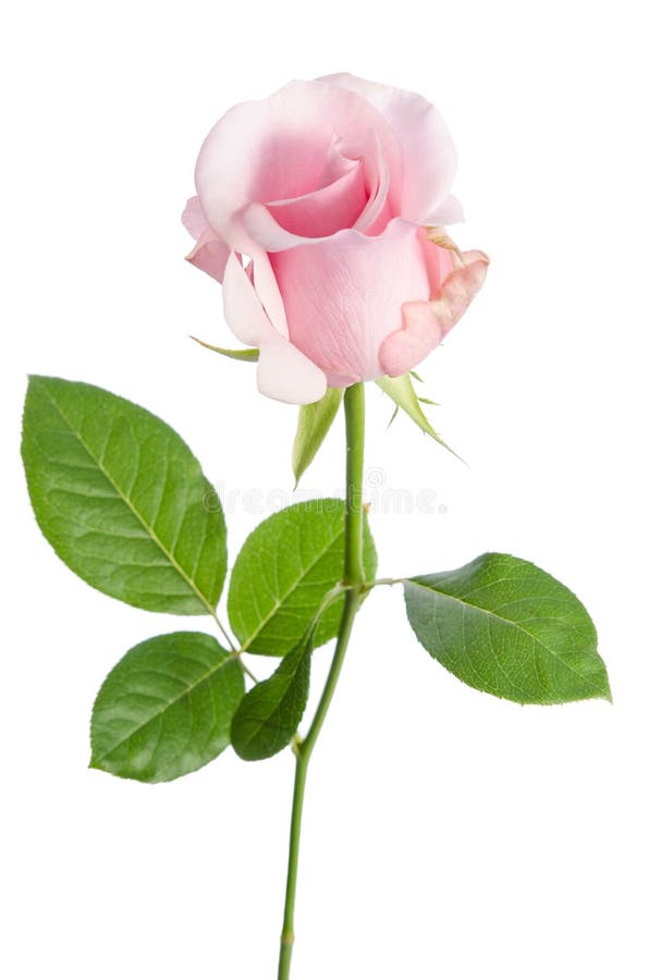 436 Single Long Stem Pink Rose Stock Photos - Free & Royalty-Free Stock ...
