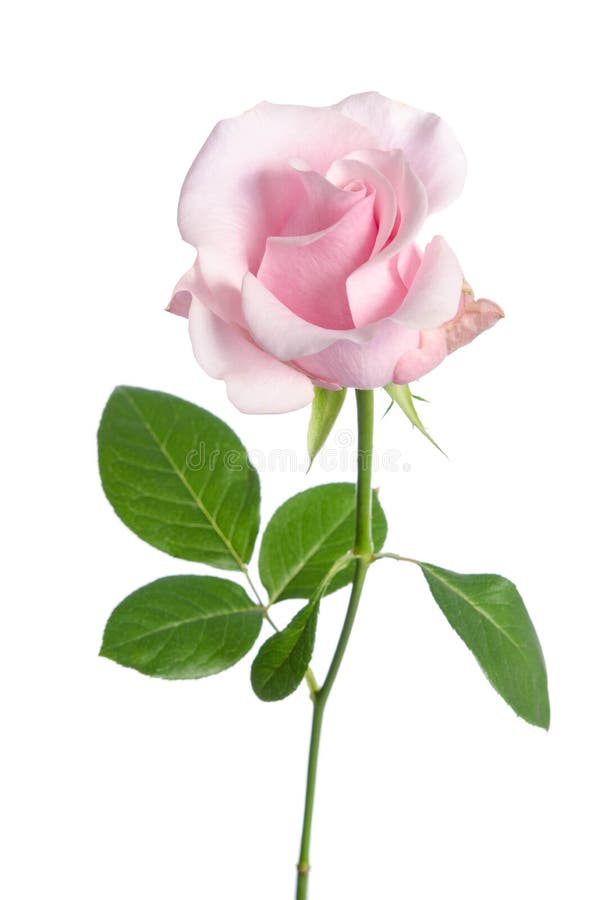 Single pink rose stock image. Image of botany, plant - 99864001