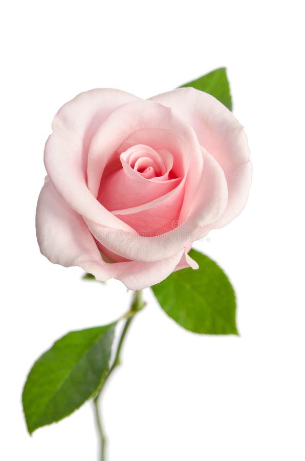 436 Single Long Stem Pink Rose Stock Photos - Free & Royalty-Free Stock ...
