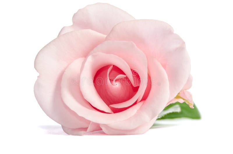 Beautiful Bud of Single Pink Rose Stock Photo - Image of gift, greeting ...