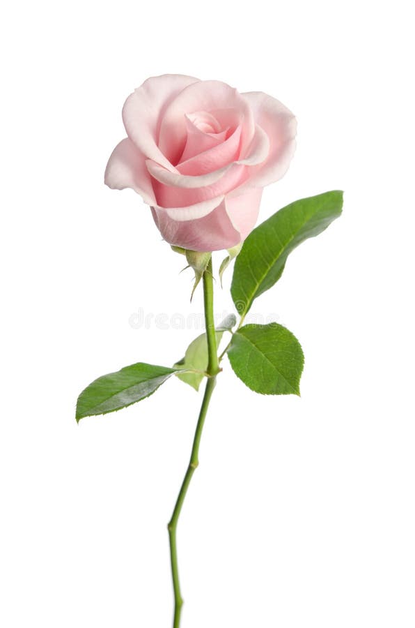 53,297 Single Pink Rose Stock Photos - Free & Royalty-Free Stock Photos ...