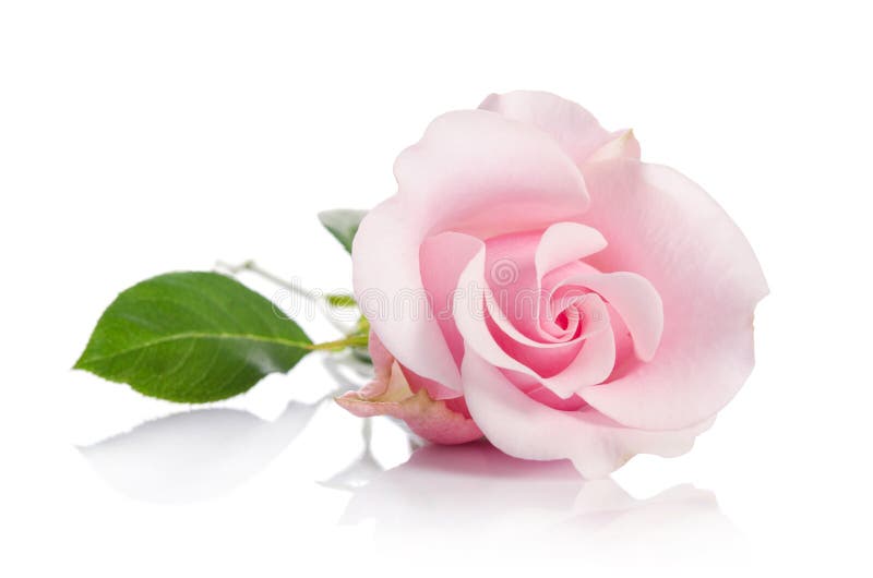 Single Pink Rose on White Background Stock Image - Image of simple ...