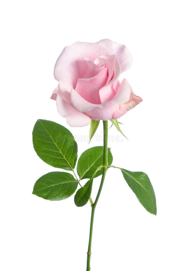 436 Single Long Stem Pink Rose Stock Photos - Free & Royalty-Free Stock ...