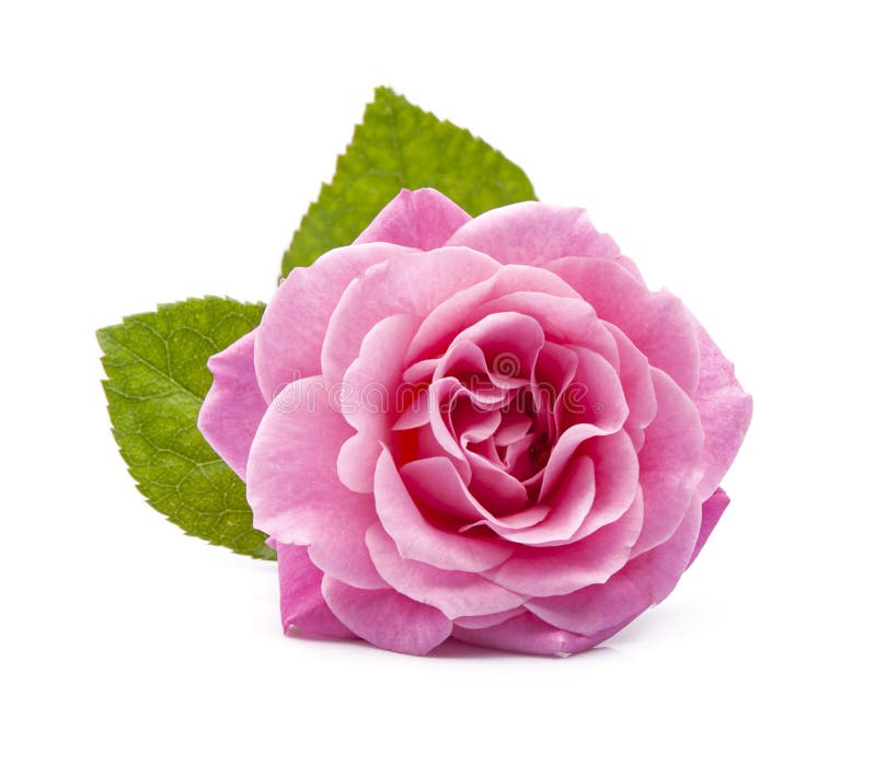 Single pink rose stock photo. Image of leaves, nature - 241625064