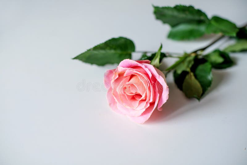 Single Pink Rose Isolated on White Background Stock Image - Image of ...