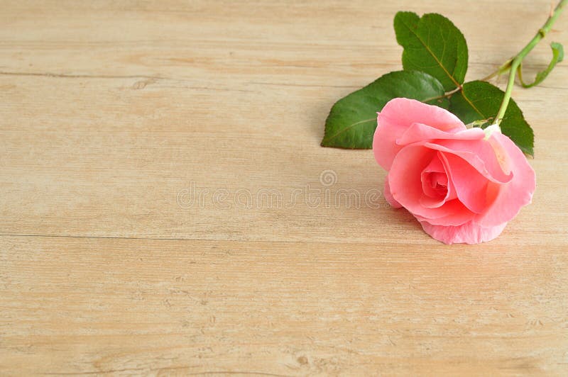 Single Pink Rose on a Wooden Table Stock Image - Image of birthday ...