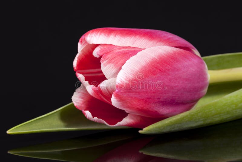 Single Pink Spring Flower of Tulip on Black Background Stock Image ...