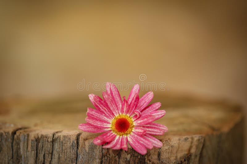Single Pink Textured Daisy Flower with Wood Grain Background Stock ...