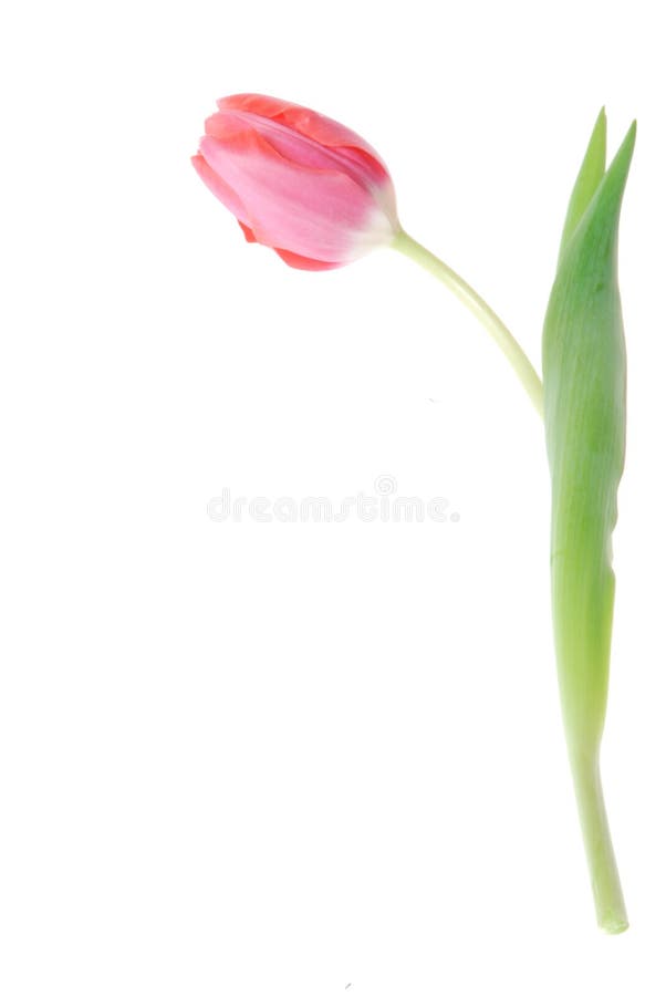 Single pink tulip stock image. Image of mothers, close - 4660851 Single pink tulip stock image. Image of mothers, close - 4660851