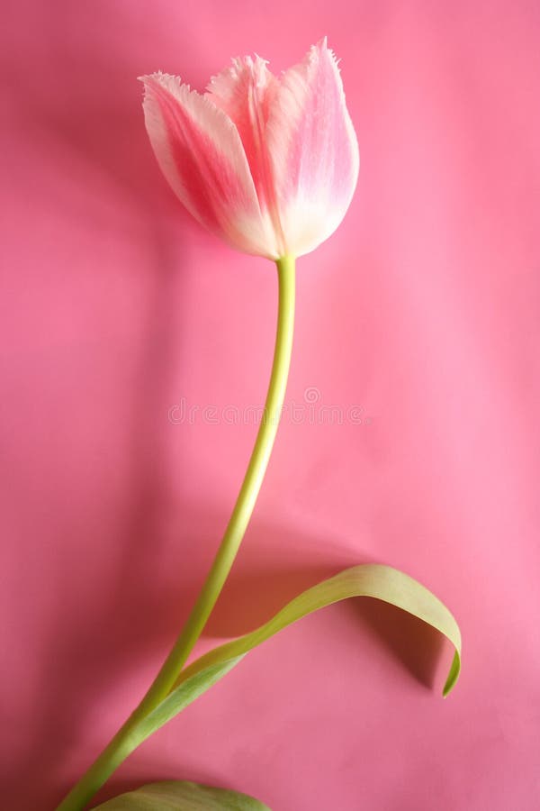 Single pink tulip stock image. Image of flower, stem, tulip - 662031