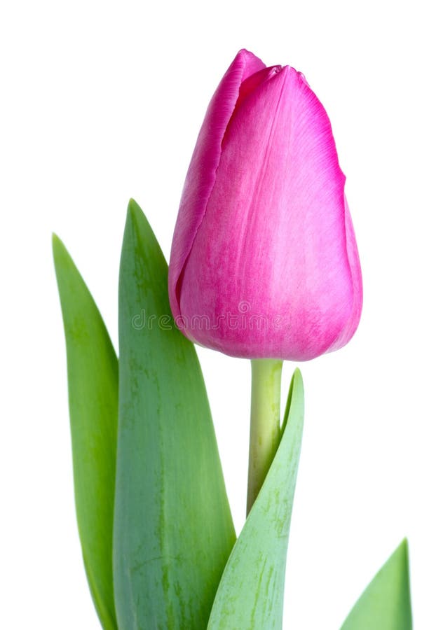 Single pink tulip stock photo. Image of nature, petal - 8466228