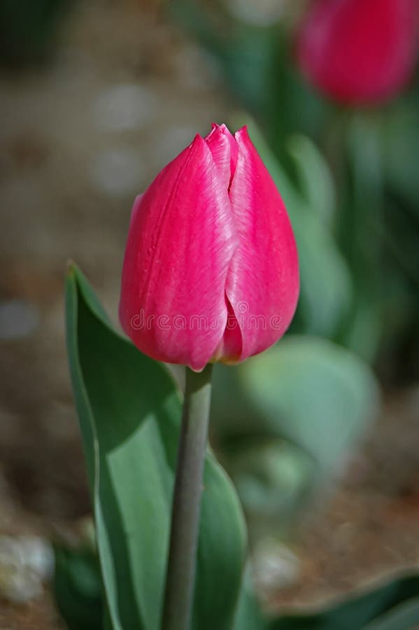 Single Pink Tulip stock photo. Image of colorful, summer - 88066064