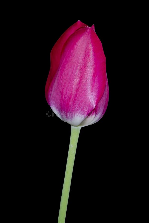 Cassia fistula flower stock image. Image of blossom - 143563121