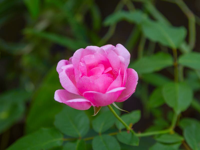 Single Pink Wild Rose with Leaves Stock Photo - Image of floral, herbal ...