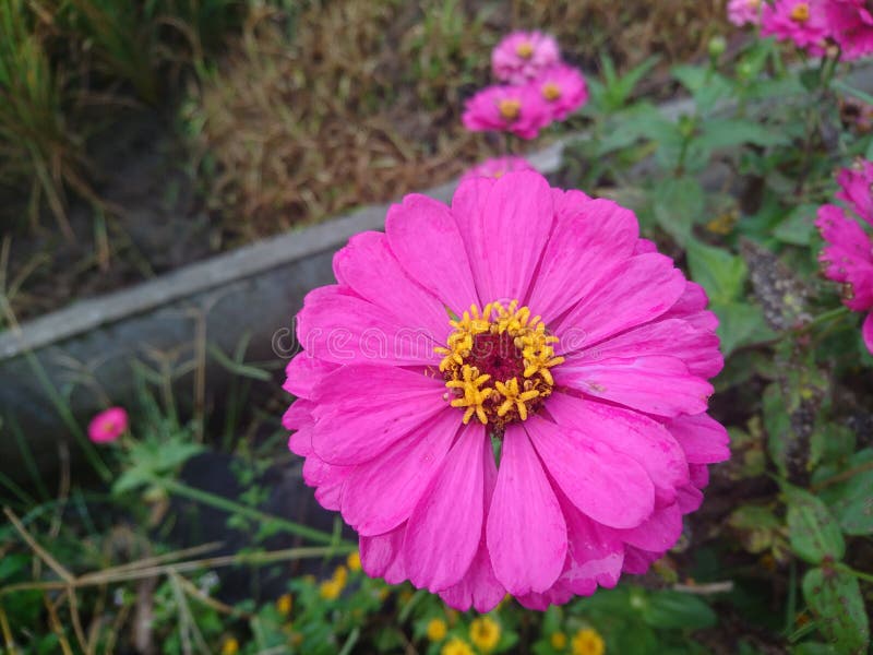 A Single Pink Zinnia Flower Stock Image - Image of garden, pink: 224366223