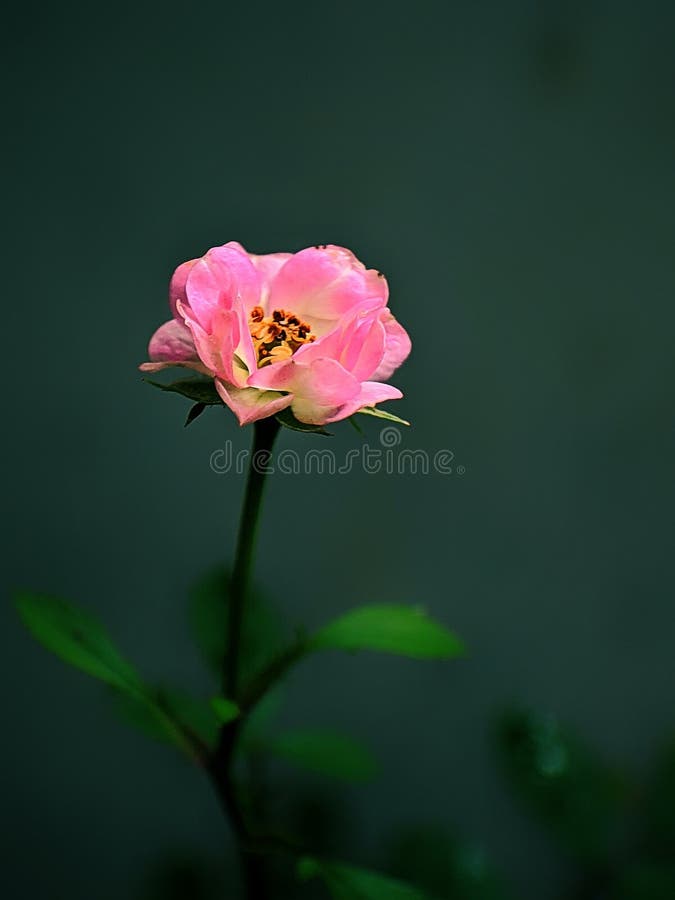 Single Pinky Rose Flower Blooming Stock Photo - Image of blooming, rose ...