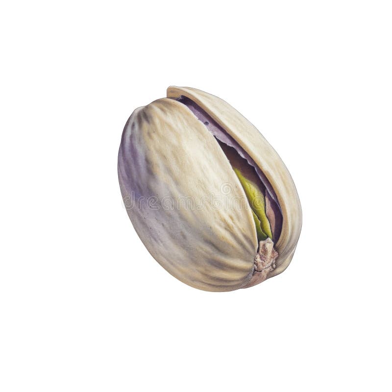 A Single Pistachio Nut, Partially Opened Stock Photo - Illustration of ...