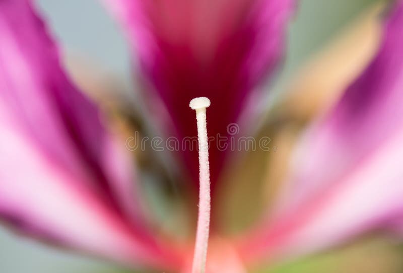 The stamen and pistil stock photo. Image of peaceful, waterdrop - 4396770