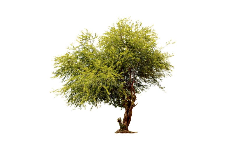 480 Pithecellobium Dulce Stock Photos - Free & Royalty-Free Stock ...