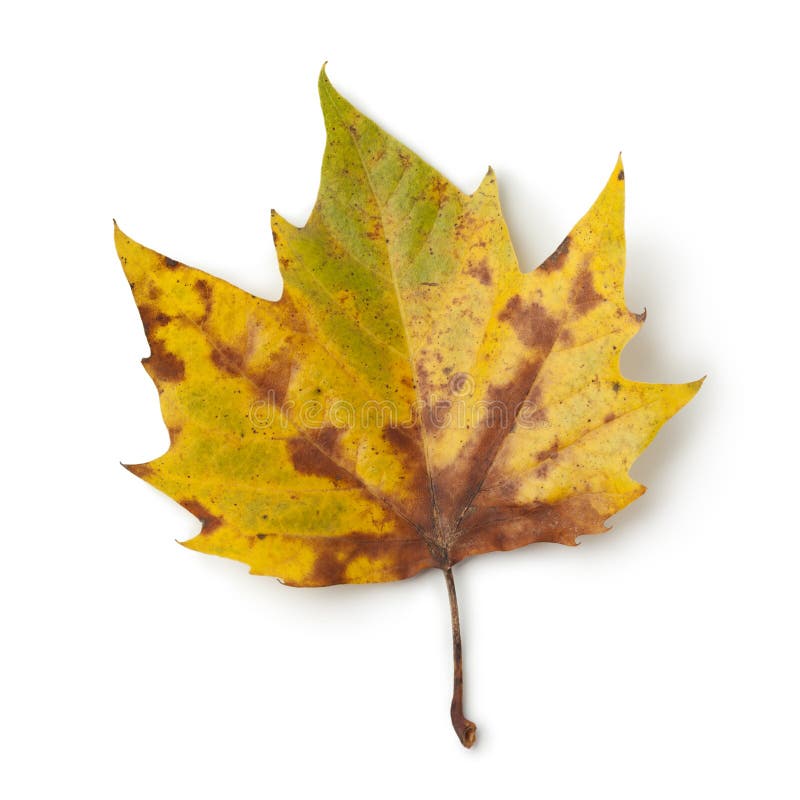 Plane Tree Fruits in Early Spring Stock Photo - Image of dried ...