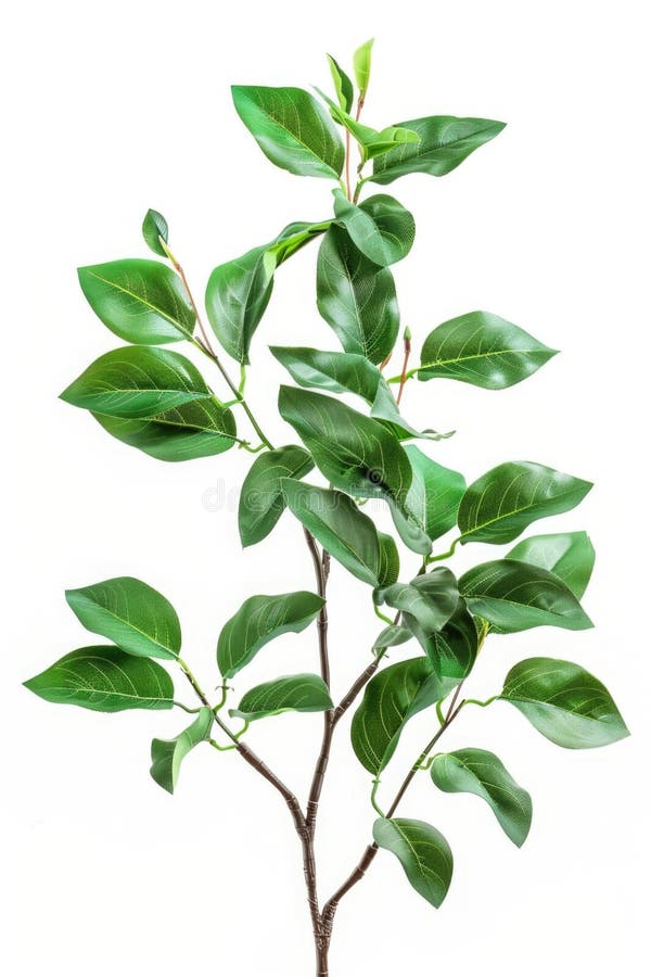 A Single Plant with Green Leaves Against a White Background Stock Photo ...