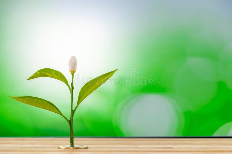 A Single Plant Growing from Coin Stock Photo - Image of mutual ...