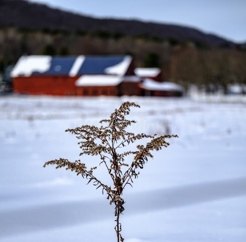 Single Plant Growing Outdoors on a Winter Day Stock Photo - Image of ...