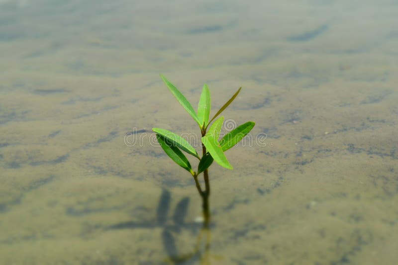 Single Plant Growing in Wild Beach Stock Photo - Image of animal ...