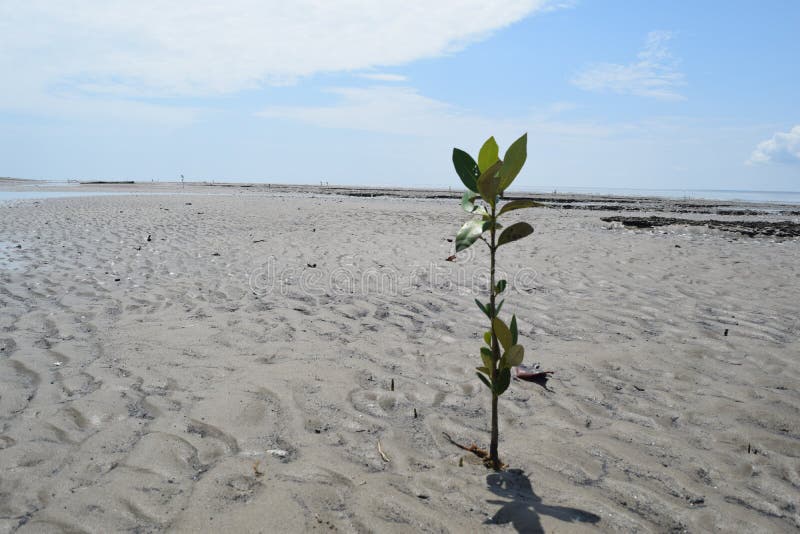 Single Plant Growing in Wild Beach Stock Photo - Image of sand, shore ...