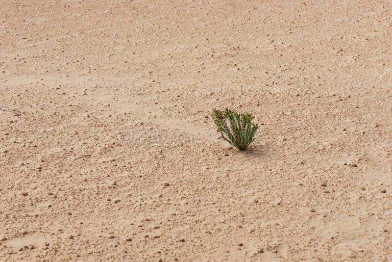 Single Plant in the Sand in the Desert Stock Image - Image of lonely ...