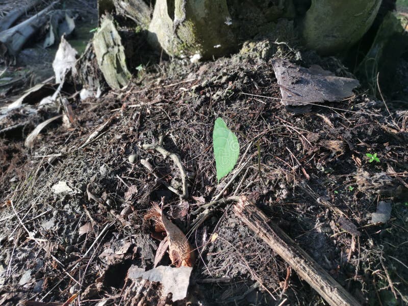 Single Plant Sprouting from the Dirt Ground Stock Photo - Image of ...