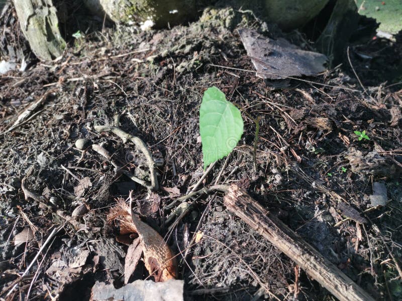 Single Plant Sprouting from the Dirt Ground Stock Image - Image of dirt ...