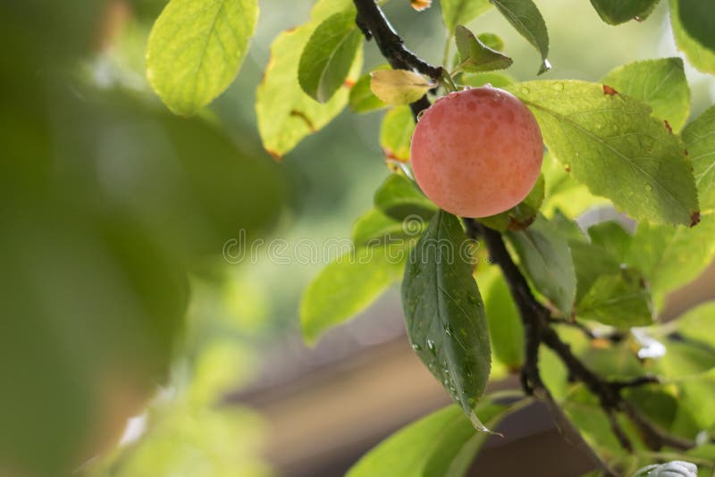 Single plum stock image. Image of single, nature, tree - 83531819