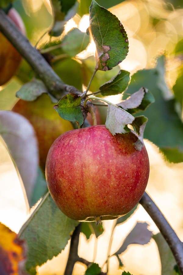 Single Pockmarked Apple on a Branch Stock Image - Image of apple, leaf ...