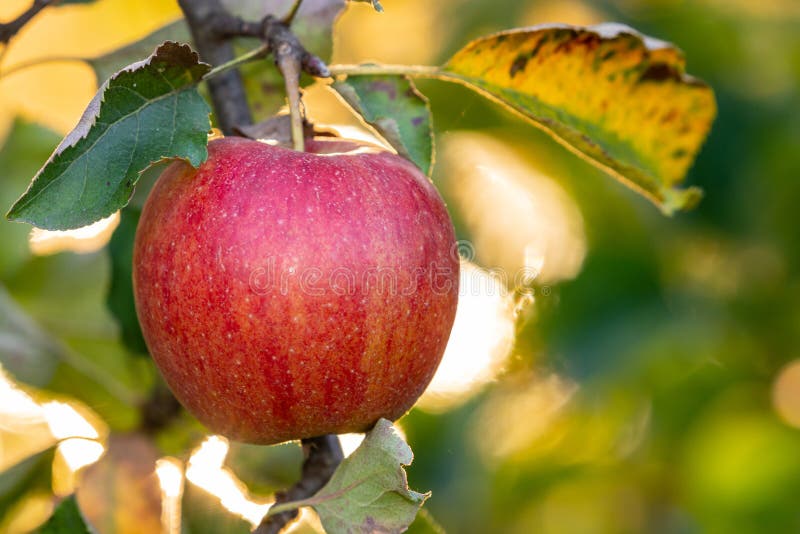 Single Pockmarked Apple on a Branch Stock Photo - Image of food, bright ...