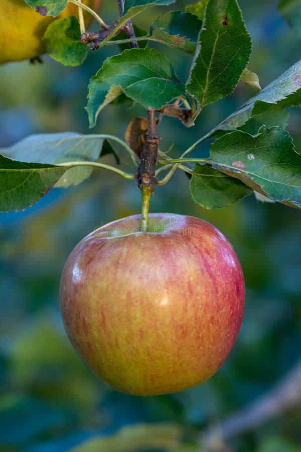 Single Pockmarked Apple on a Branch Stock Photo - Image of fruit, pinto ...