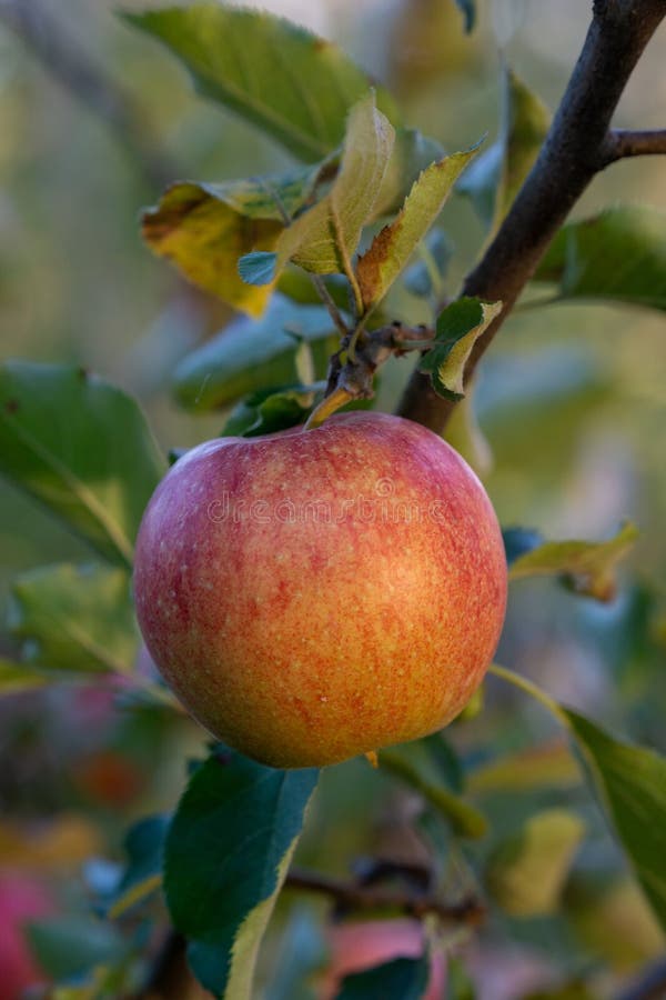 Single Pockmarked Apple on a Branch Stock Photo - Image of orchard ...