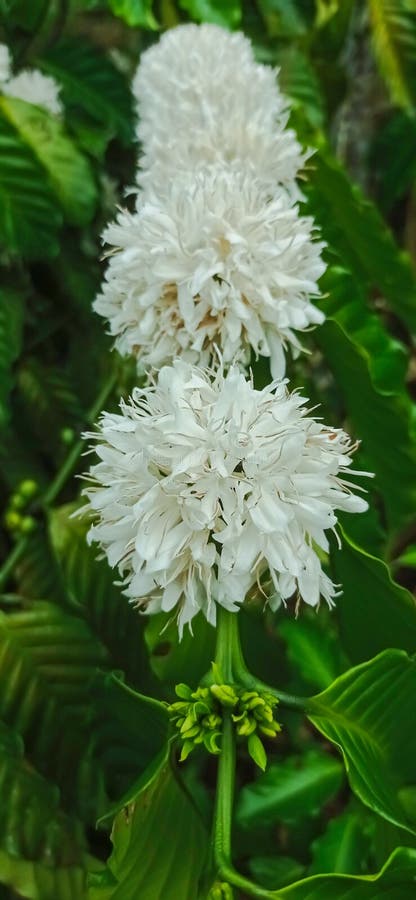 Single Point Focus of Dense Coffee Flowers in Garden Stock Photo ...