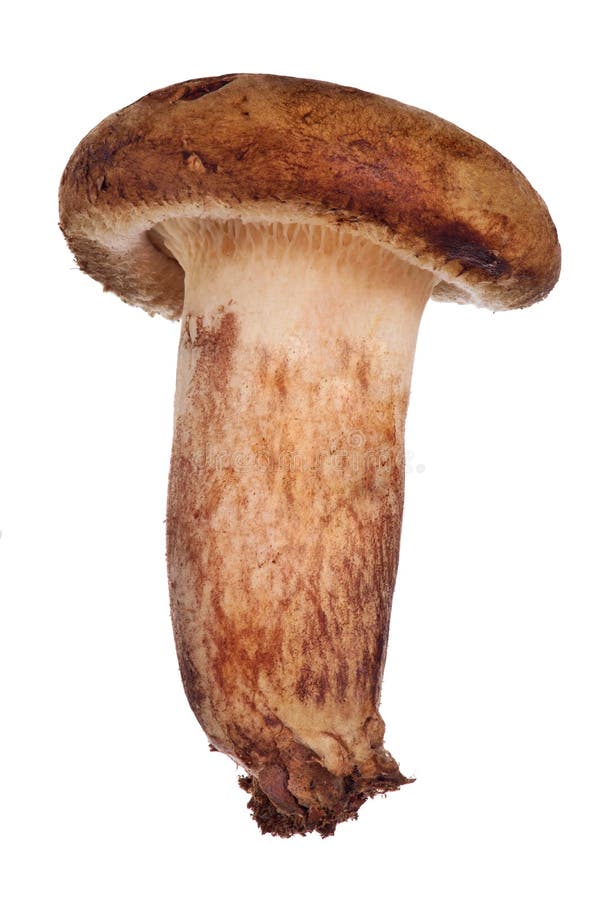 Single Poison Pax Isolated on White Stock Photo - Image of poison ...