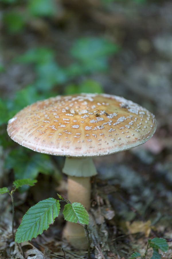 Single Poisonous Toadstool Mushroom in a Forest. Stock Image - Image of ...