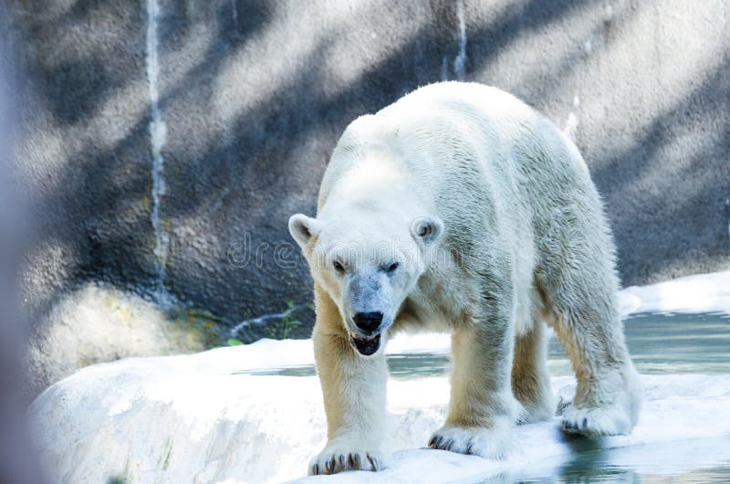 Single polar bear in zoo stock photo. Image of enclosure - 60100050