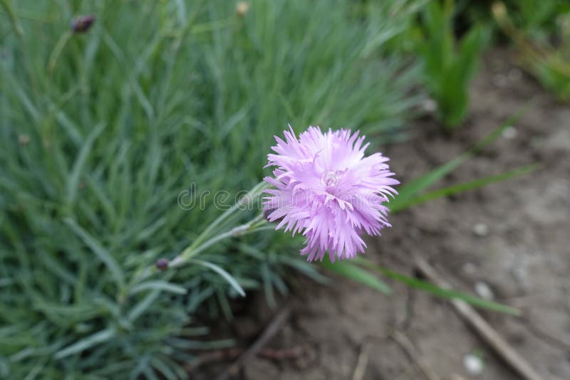 Single Polymerous Light Pink Flower of Dianthus Stock Photo - Image of ...