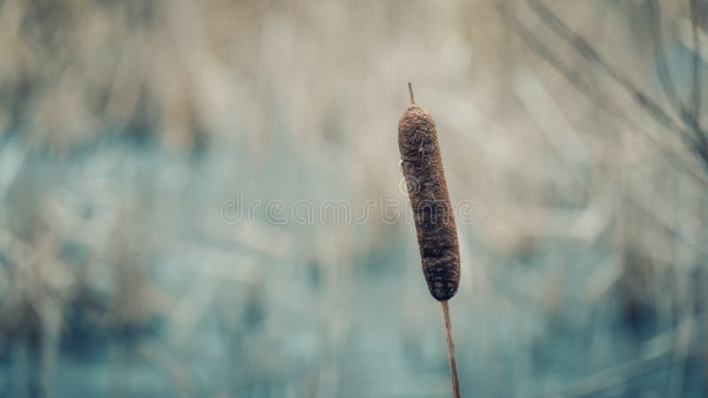 Single Pond Reed in the Winter Stock Photo - Image of living ...