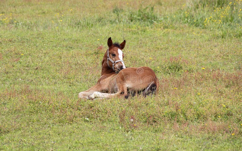 Single Pony Grooming stock photo. Image of outside, outdoor - 72472088