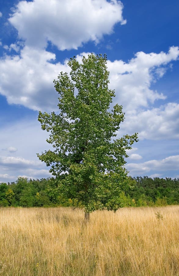 Single poplar stock photo. Image of barrel, bright, rest - 6696724