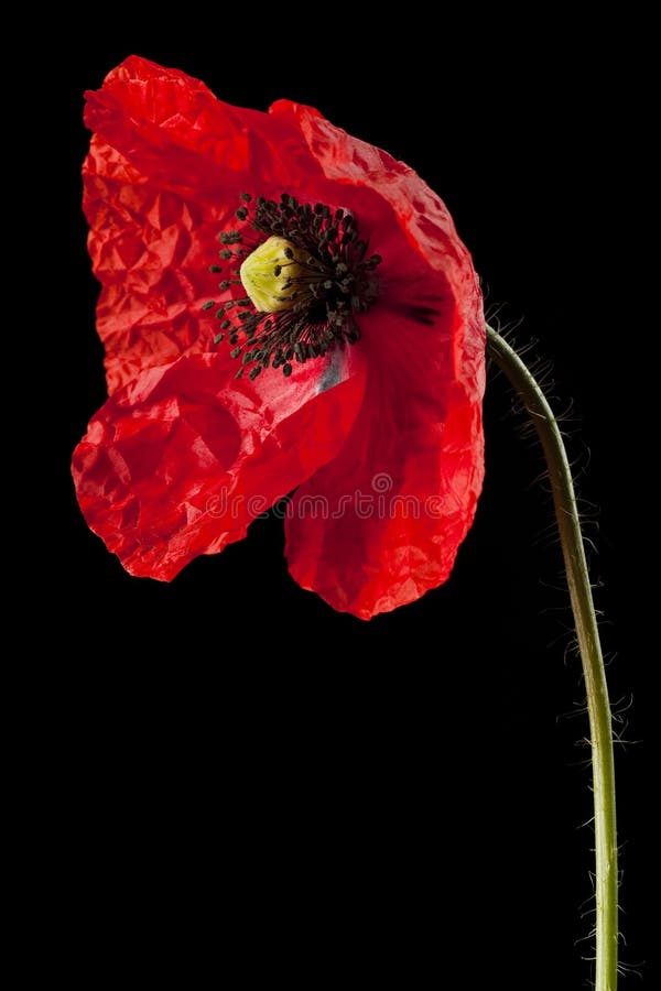 Single poppy stock photo. Image of stem, bloom, black - 15273490