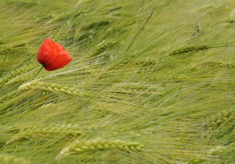 Single Poppy in Barley Field Stock Image - Image of wind, windy: 25751921